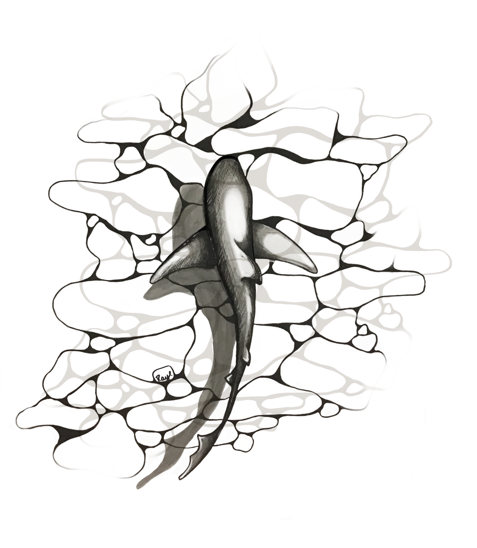 Stone Shark – Raye's Apparel